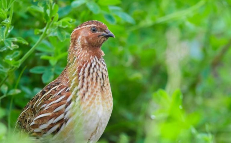 Coturnix Quail Farming: Tips For Smooth Quailing - Backyard Poultry